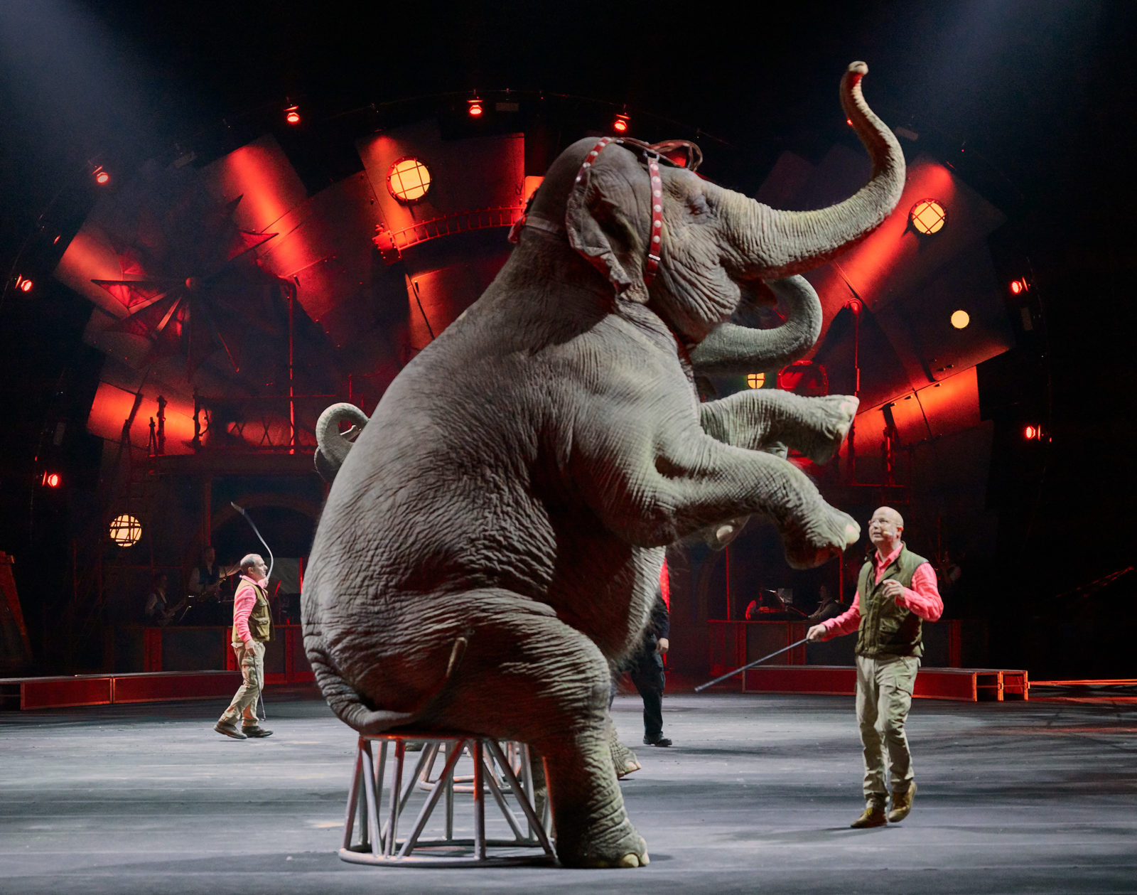 Elephant-Circus - DT Commercial Photo